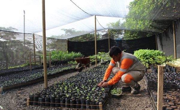 Vivero Forestal Concesión Ruta Al Mar
